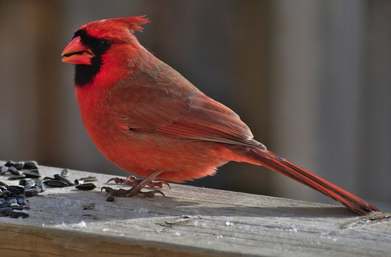 Popular Backyard Birds of South Carolina (With Pictures) - Birdwatching ...