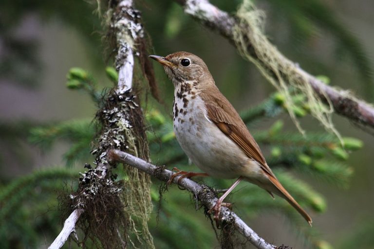 Popular Backyard Birds of North Carolina (With Pictures) - Birdwatching ...