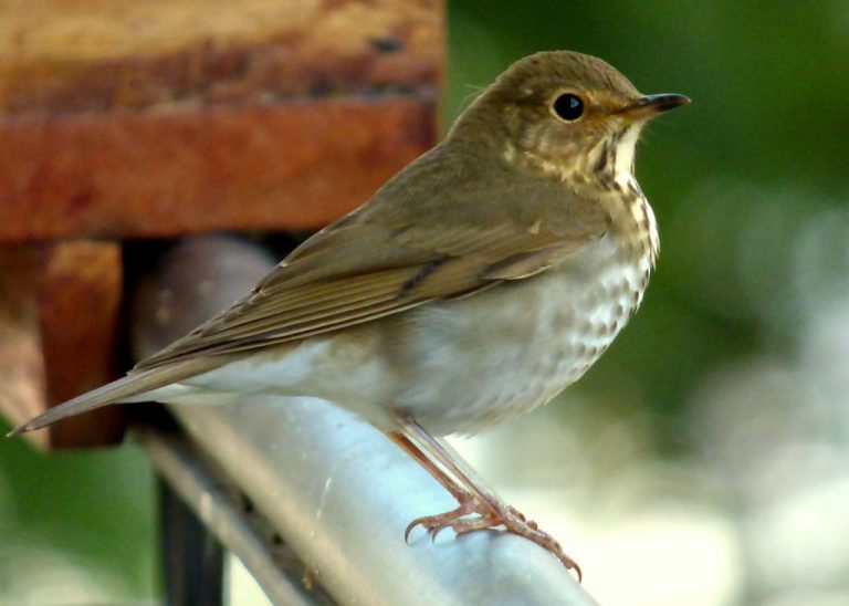 Popular Backyard Birds of South Carolina (With Pictures) - Birdwatching ...