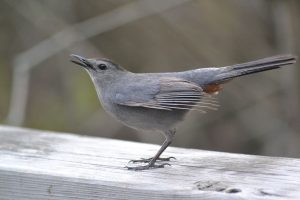 Popular Backyard Birds of New Hampshire (With Pictures) - Birdwatching Tips