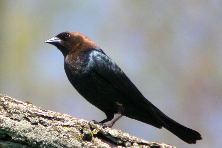 Popular Backyard Birds of Kansas (With Pictures) - Birdwatching Tips
