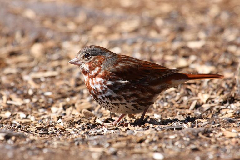 Popular Backyard Birds fo Missouri (With Pictures) - Birdwatching Tips