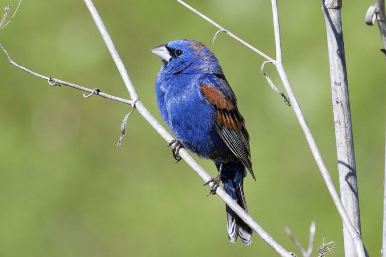 Popular Backyard Birds of Arkansas (With Pictures) - Birdwatching Tips