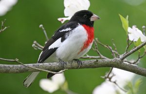 Popular Backyard Birds of New Hampshire (With Pictures) - Birdwatching Tips