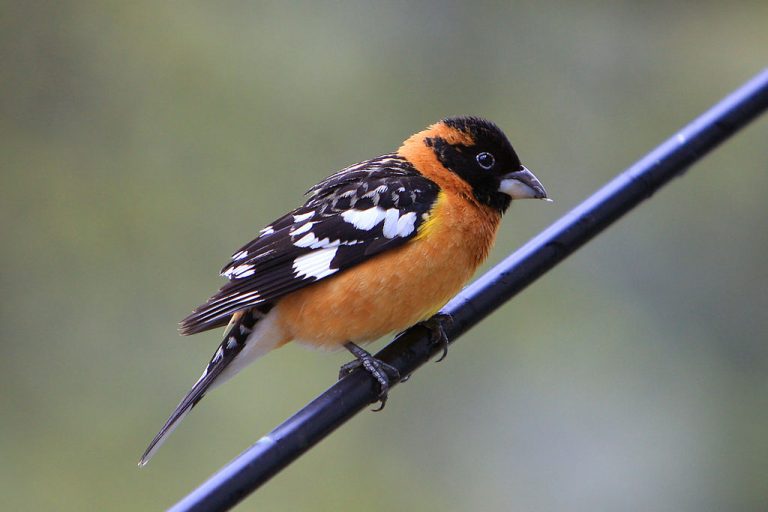 Popular Backyard Birds of Washington (With Pictures) - Birdwatching Tips