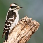 Popular Backyard Birds of New Hampshire (With Pictures) - Birdwatching Tips