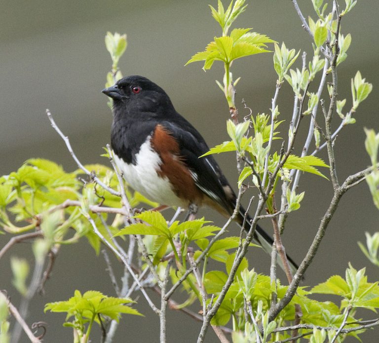 Popular Backyard Birds Of Mississippi With Pictures Birdwatching Tips