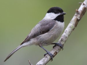 Popular Backyard Birds of Indiana (With Pictures) - Birdwatching Tips