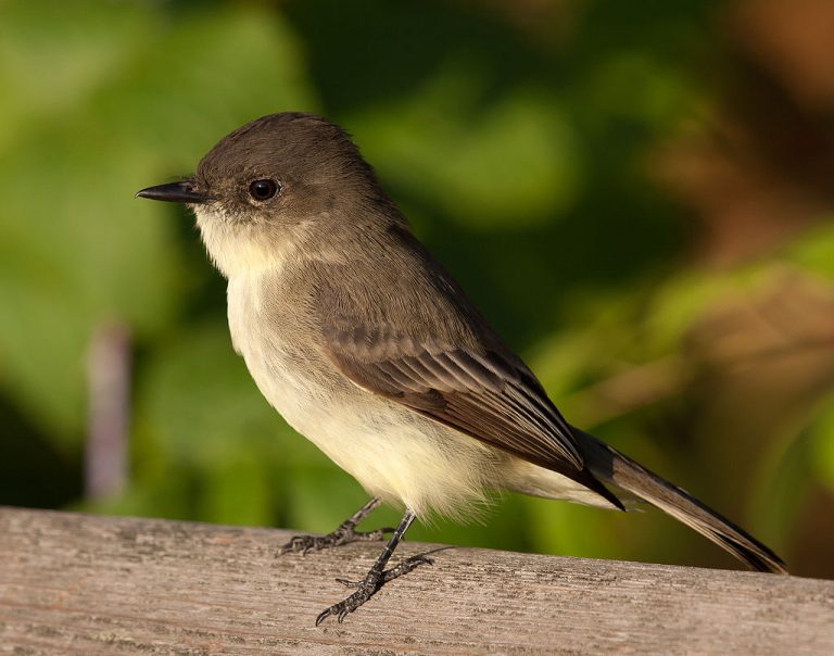 Popular Backyard Birds of South Carolina (With Pictures) - Birdwatching ...