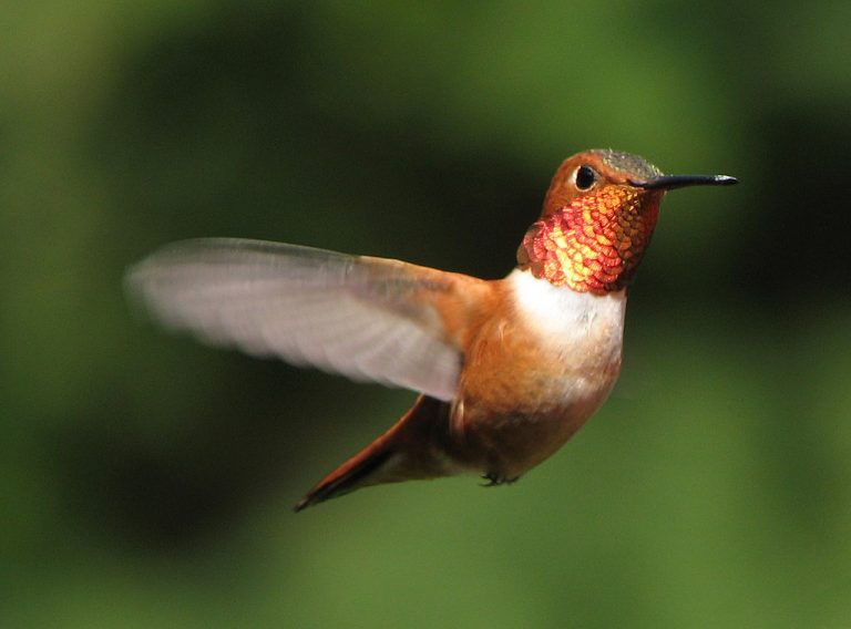 5 Types of Hummingbirds in Pennsylvania (With Pictures) - Birdwatching Tips