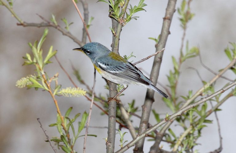 Popular Backyard Birds of Illinois (With Pictures) - Birdwatching Tips