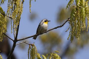 Popular Backyard Birds of Georgia (With Pictures) - Birdwatching Tips
