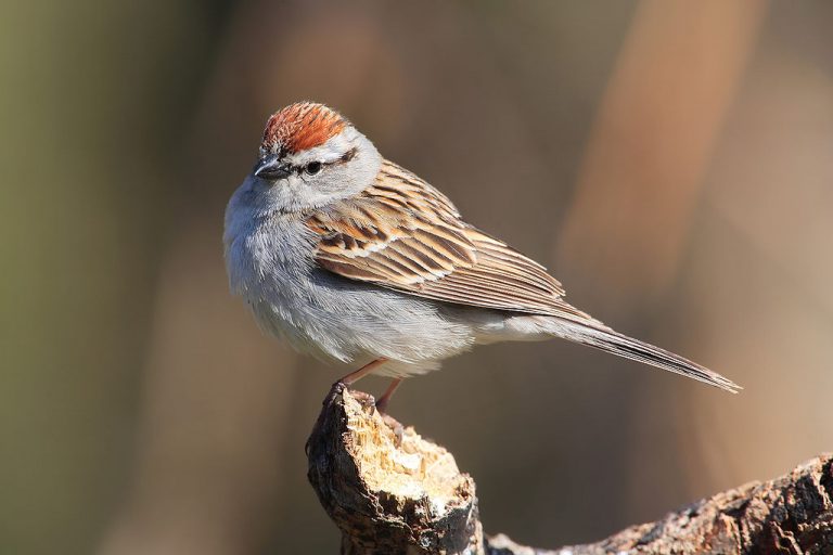 Popular Backyard Birds of Maine (With Pictures) - Birdwatching Tips