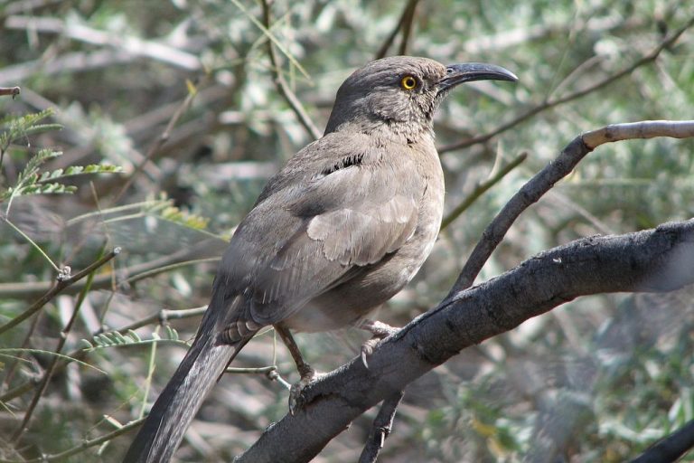 Popular Backyard Birds of Arizona (With Pictures) - Birdwatching Tips