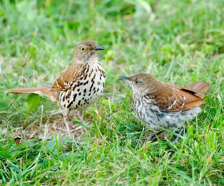 Popular Backyard Birds of Indiana (With Pictures) - Birdwatching Tips