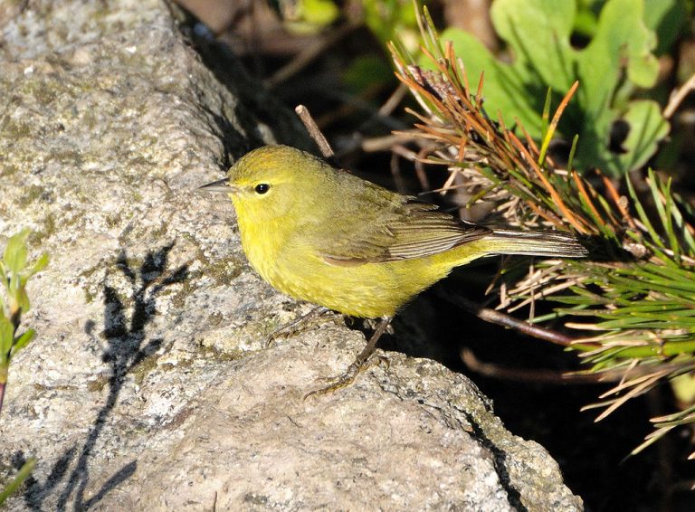 10 Types of Yellow Breasted Birds to Look Out For (Species Guide)