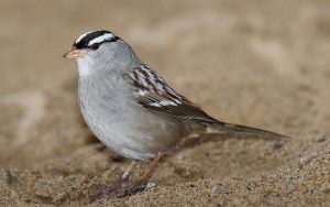 Popular Backyard Birds of Arizona (With Pictures) - Birdwatching Tips