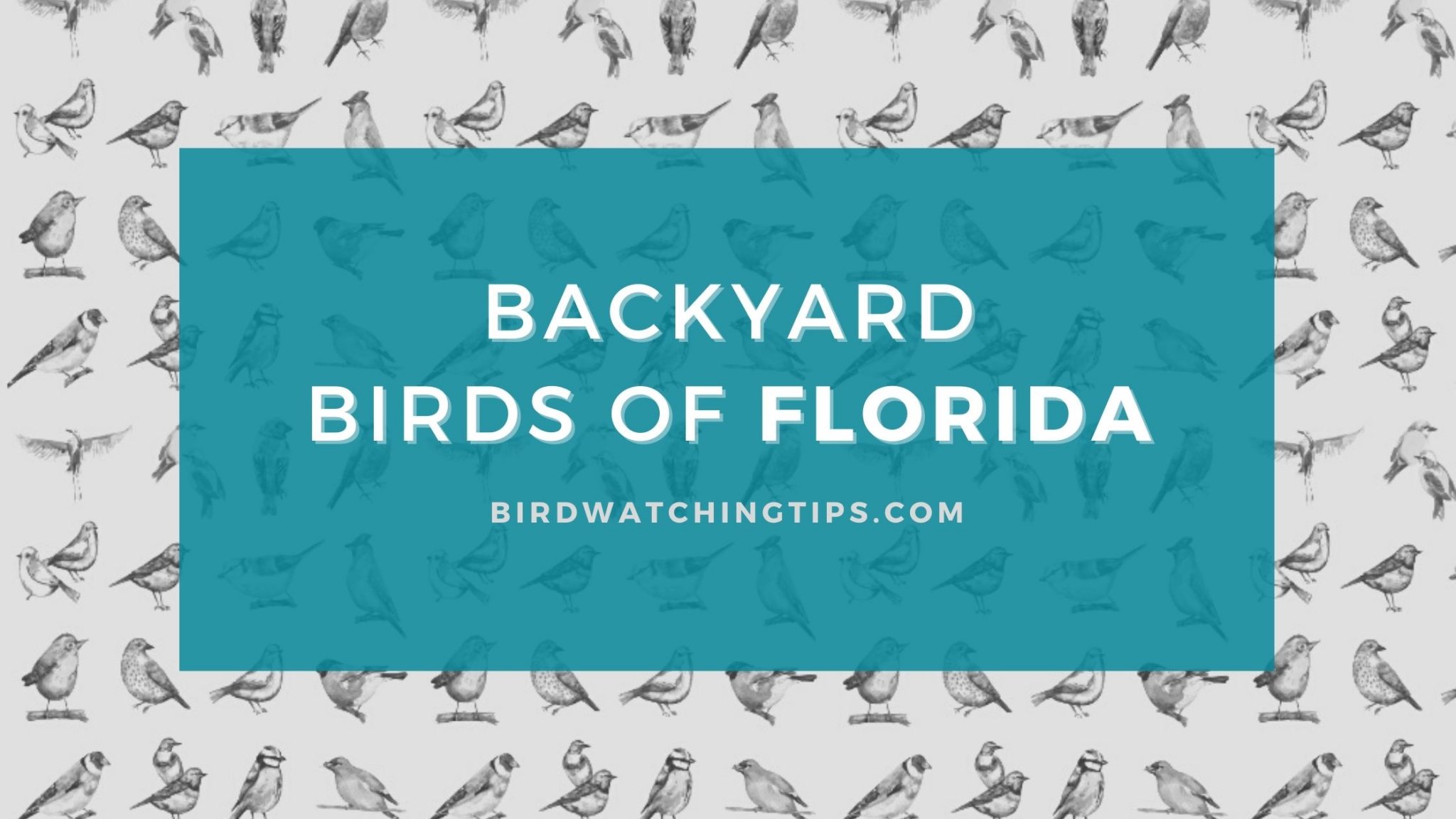 Popular Backyard Birds of Florida (With Pictures) - Birdwatching Tips