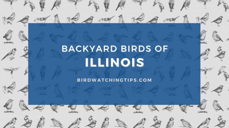 Popular Backyard Birds of Illinois (With Pictures) - Birdwatching Tips