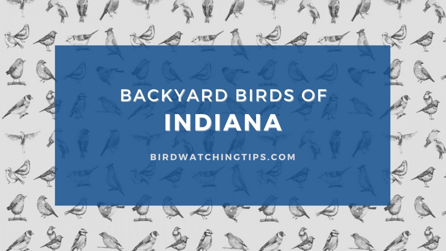 Popular Backyard Birds of Indiana (With Pictures) - Birdwatching Tips