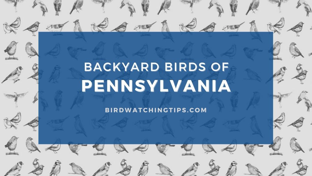 Popular Backyard Birds of Pennsylvania (With Pictures) - Birdwatching Tips