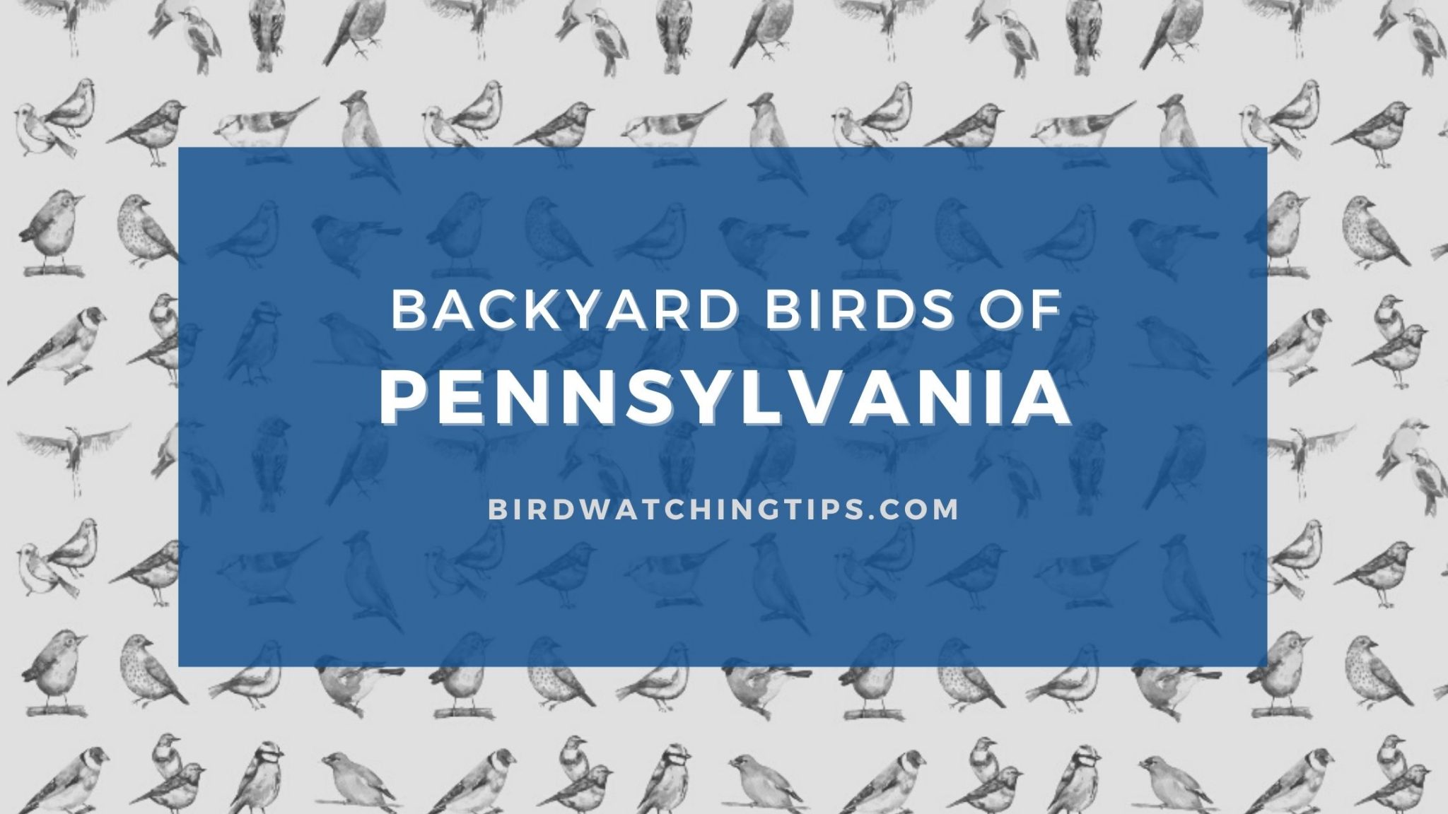 Popular Backyard Birds of Pennsylvania (With Pictures) - Birdwatching Tips