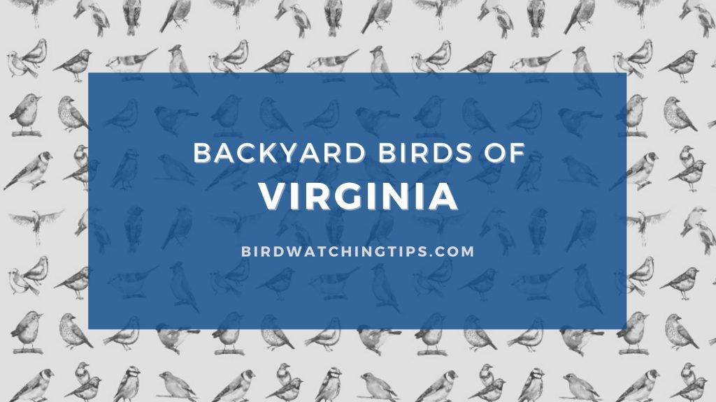 Popular Backyard Birds of Virginia (With Pictures) - Birdwatching Tips