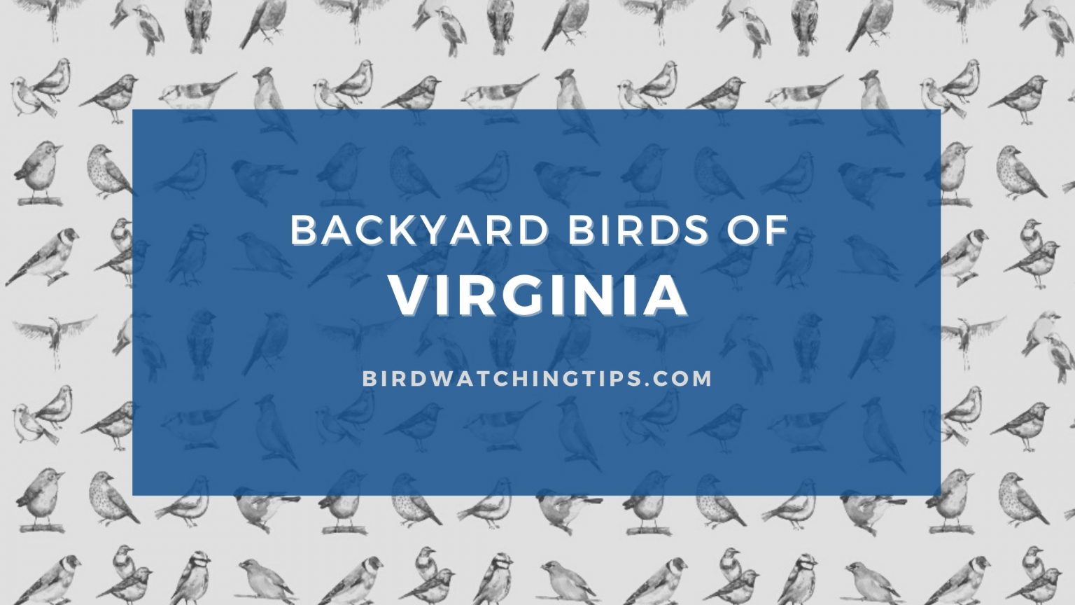Popular Backyard Birds of Virginia (With Pictures) - Birdwatching Tips