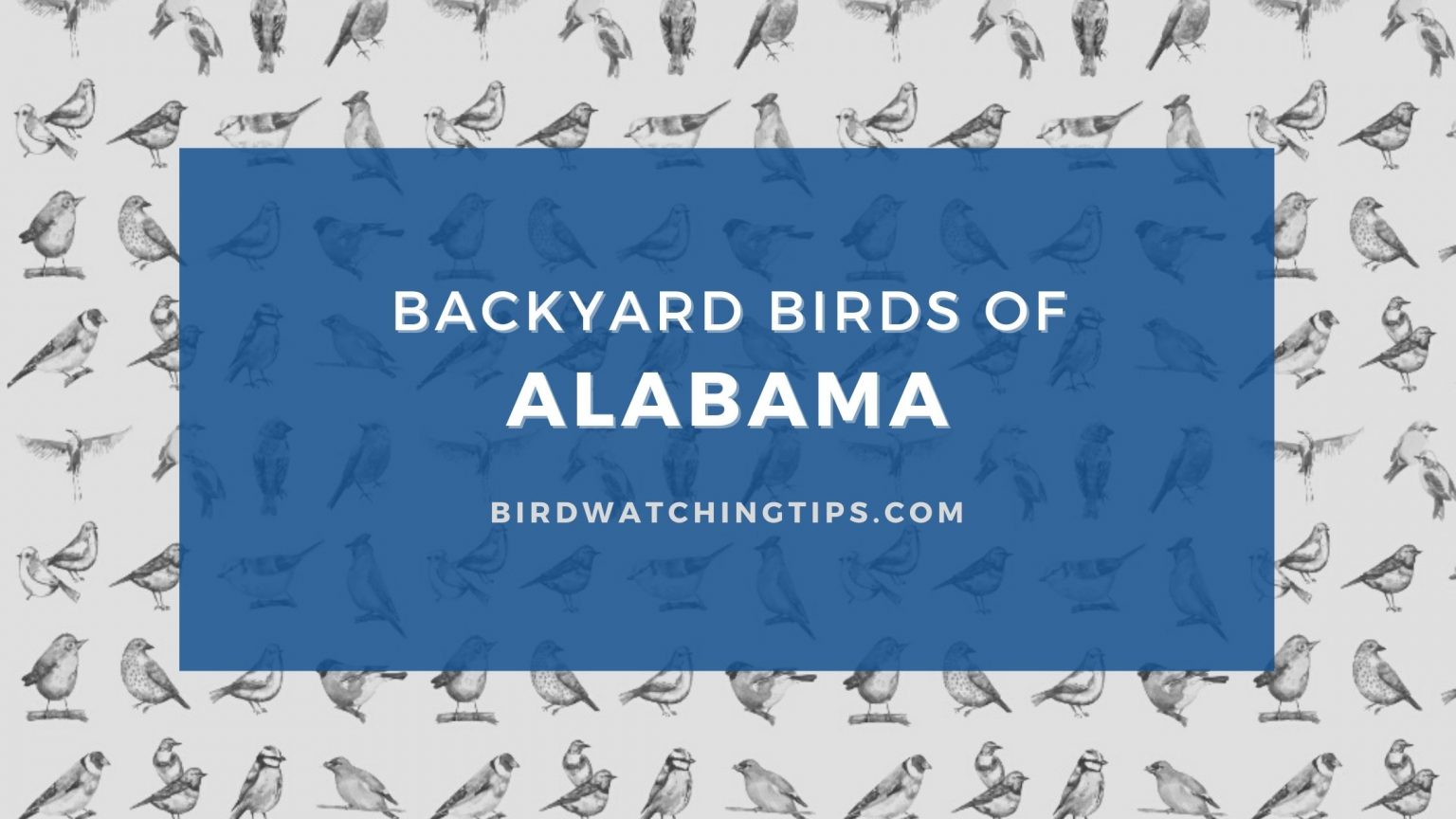 Popular Backyard Birds of Alabama (With Pictures) - Birdwatching Tips