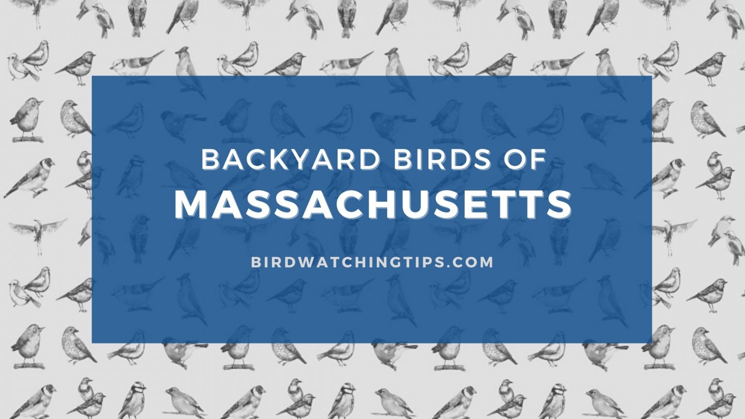 Popular Backyard Birds of Massachusetts (With Pictures) - Birdwatching Tips