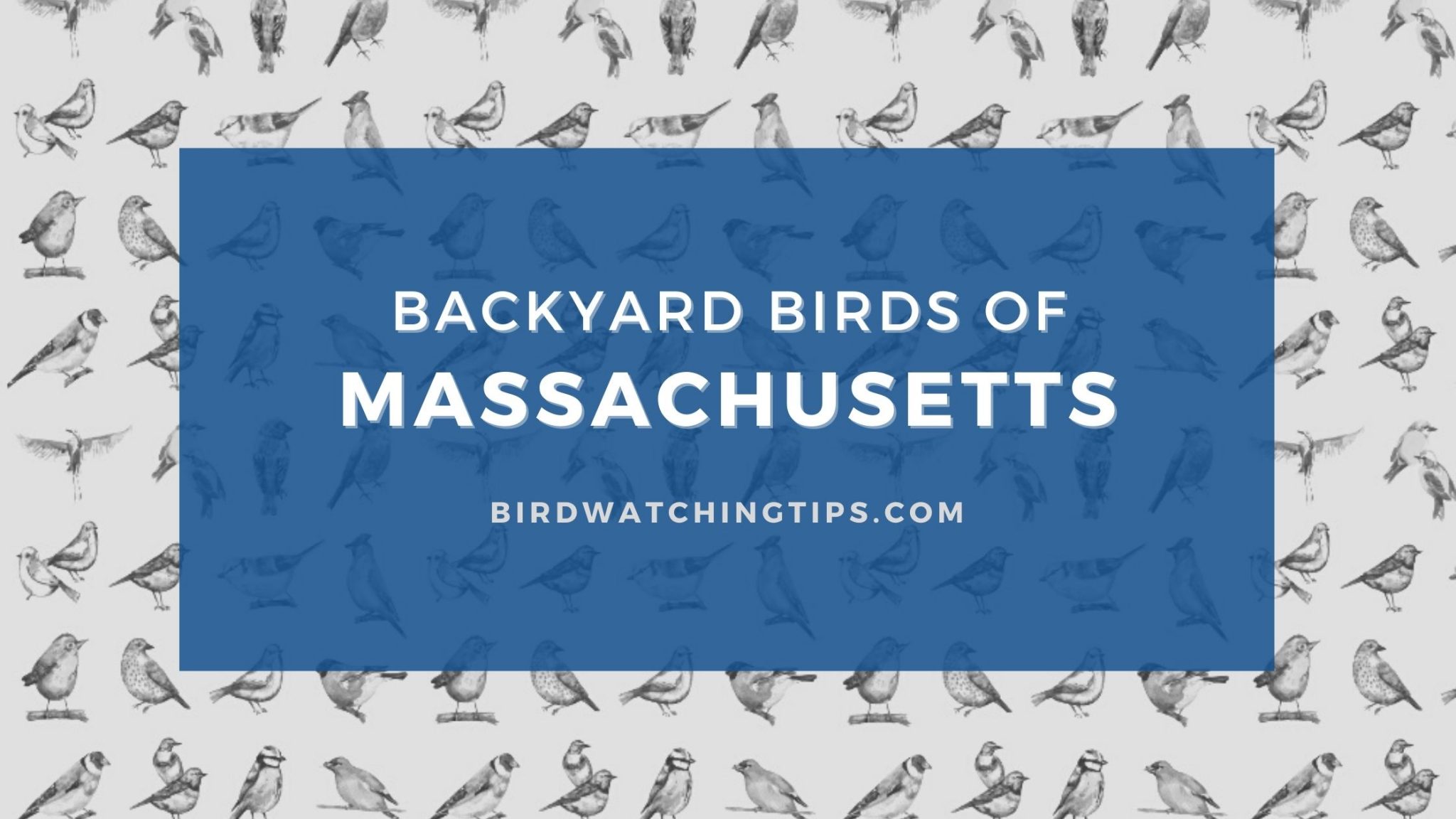 Popular Backyard Birds of Massachusetts (With Pictures) - Birdwatching Tips