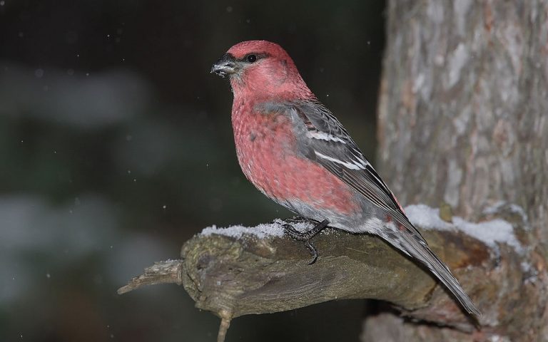 15 Types of Red Breasted Birds (Species Guide) - Birdwatching Tips