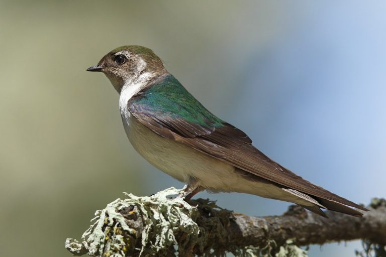 Popular Backyard Birds of Washington (With Pictures) - Birdwatching Tips