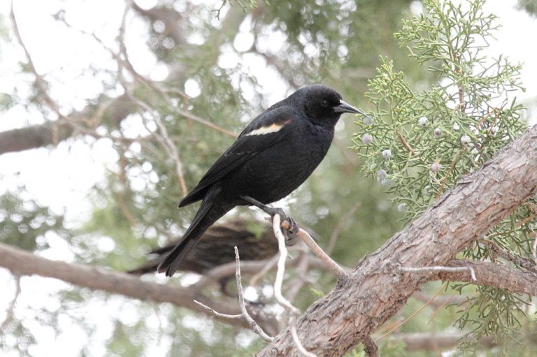 Popular Backyard Birds of Washington (With Pictures) - Birdwatching Tips