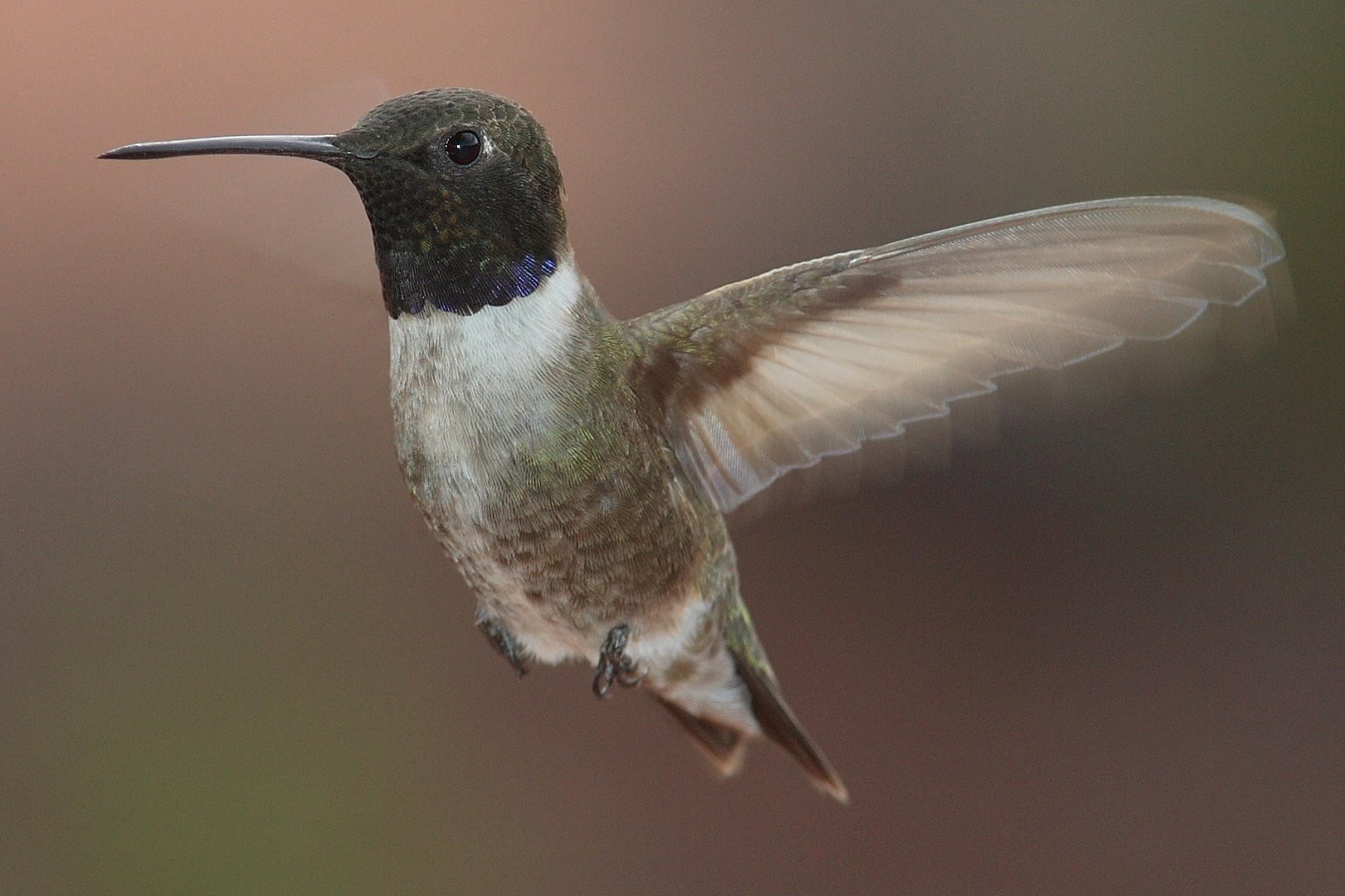 8 Types of Hummingbirds in California (With Pictures) - Birdwatching Tips