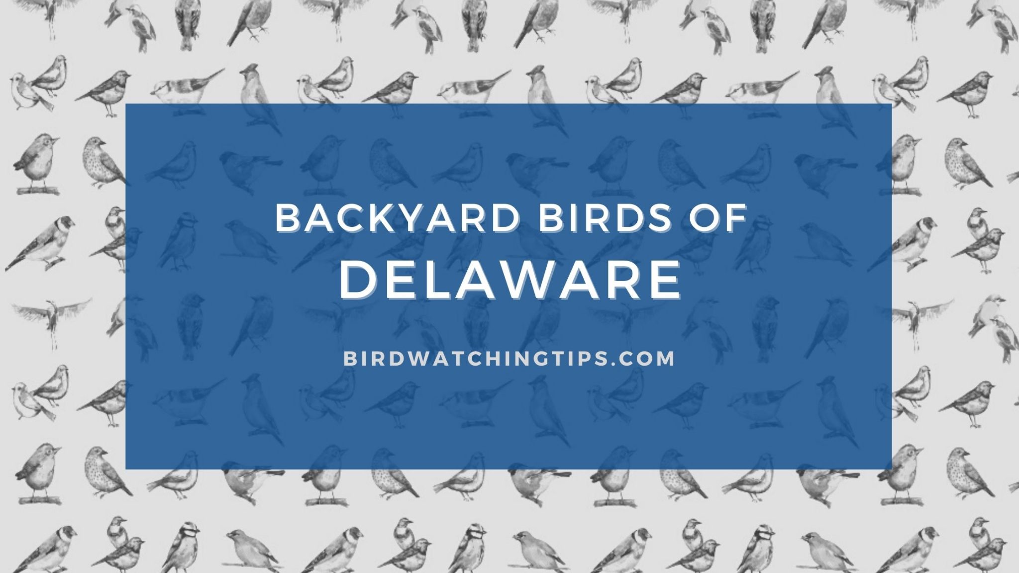 Popular Backyard Birds of Delaware (With Pictures) - Birdwatching Tips