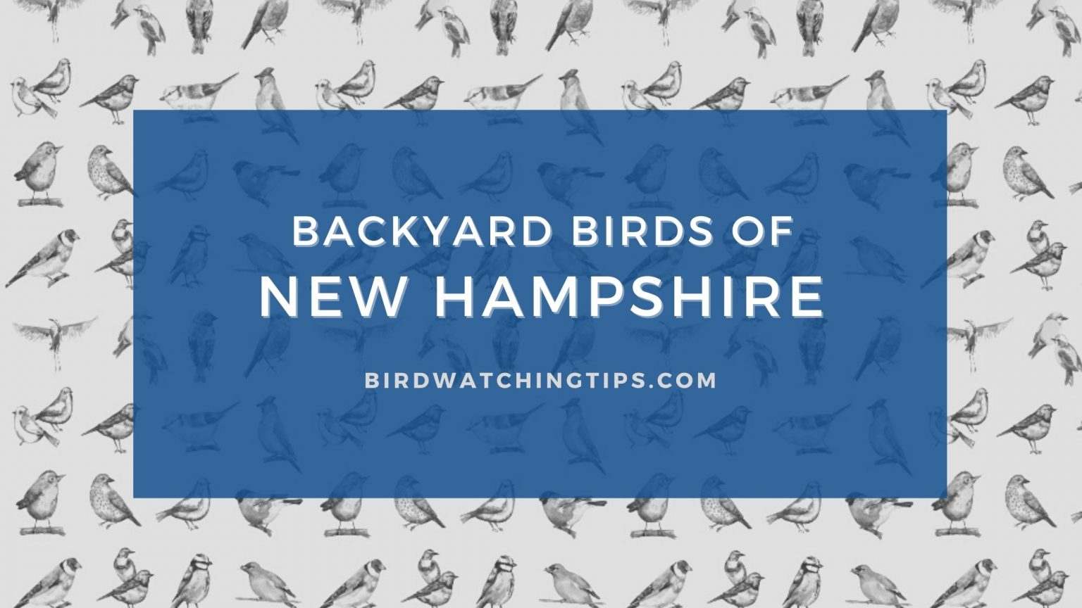 Popular Backyard Birds of New Hampshire (With Pictures) - Birdwatching Tips