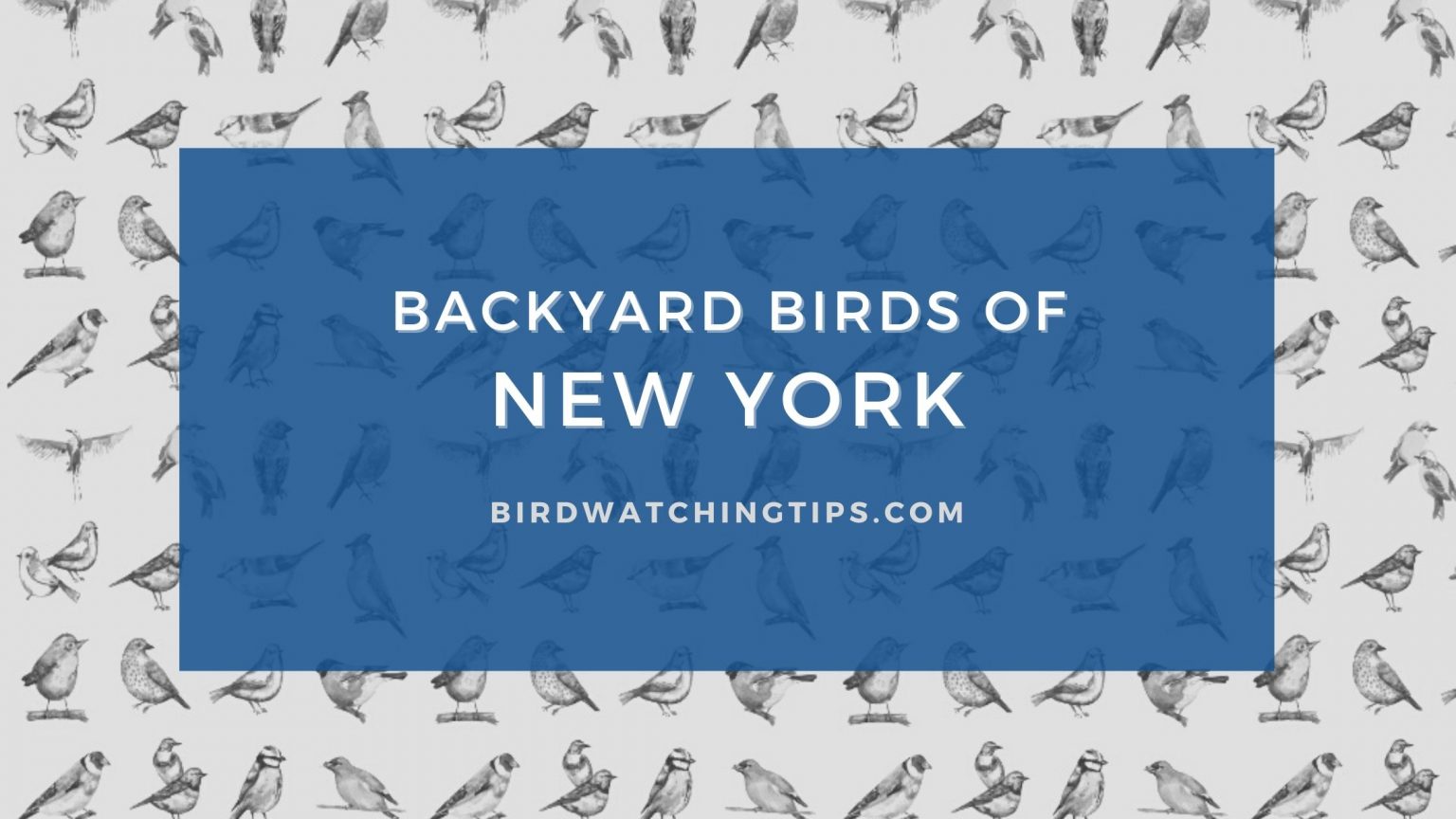 Popular Backyard Birds of New York (With Pictures) - Birdwatching Tips