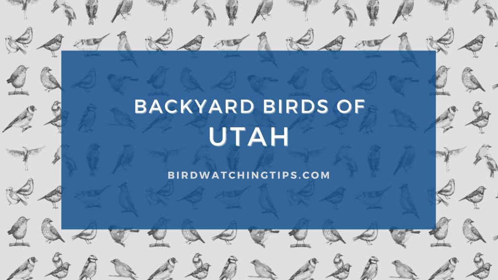 Popular Backyard Birds of Utah (With Pictures) - Birdwatching Tips