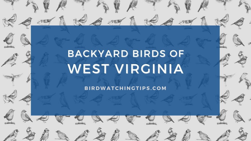 Popular Backyard Birds of West Virginia (With Pictures) - Birdwatching Tips