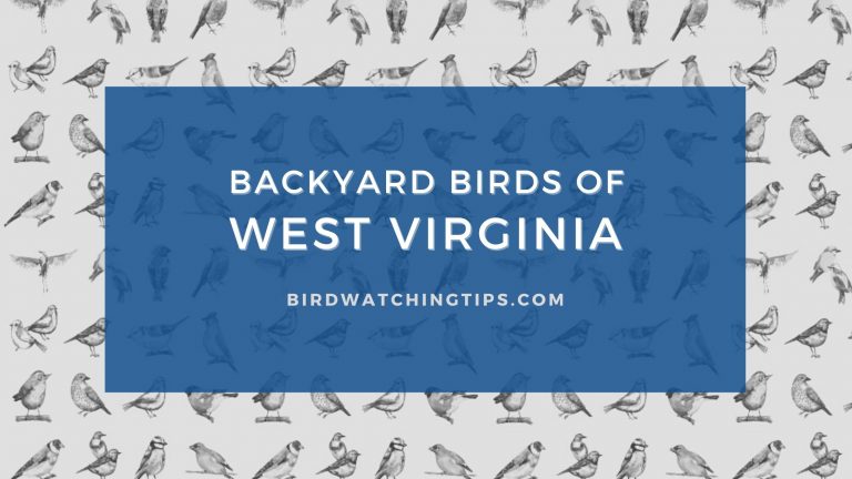 Popular Backyard Birds of West Virginia (With Pictures) - Birdwatching Tips