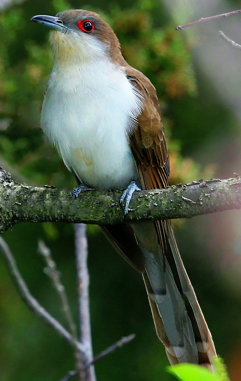 Popular Backyard Birds of Mississippi (With Pictures) - Birdwatching Tips