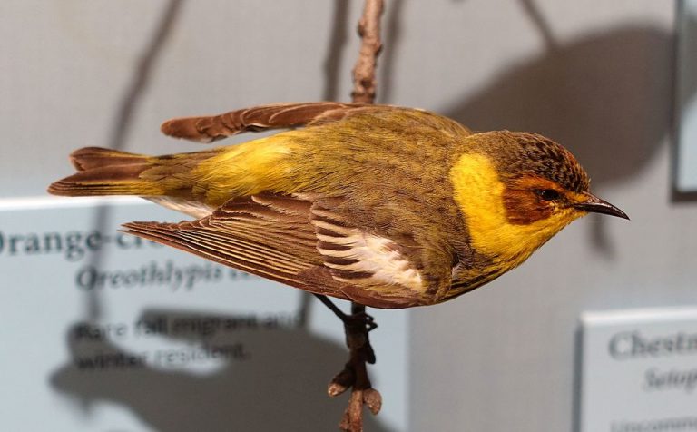 Popular Backyard Birds of West Virginia (With Pictures) - Birdwatching Tips
