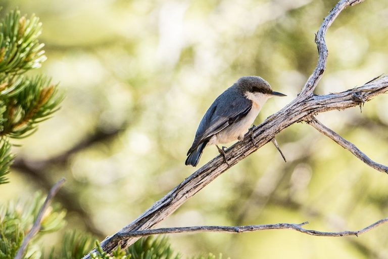 Popular Backyard Birds of Washington (With Pictures) - Birdwatching Tips