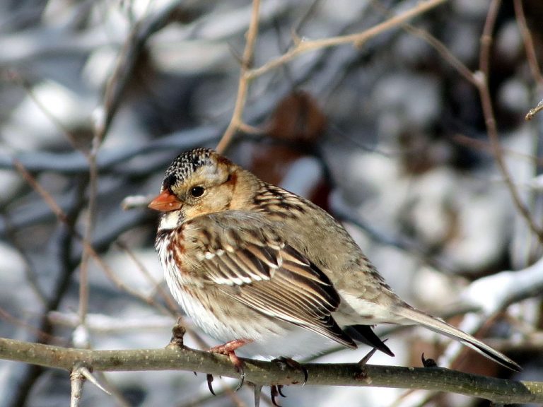 Popular Backyard Birds of Nebraska (With Pictures) - Birdwatching Tips