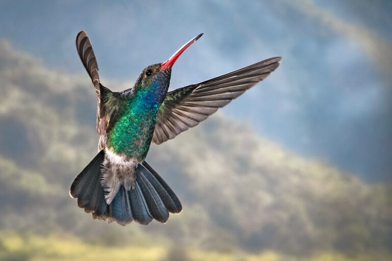 8 Types of Hummingbirds in California (With Pictures) - Birdwatching Tips