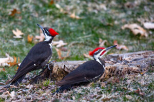 7 Types of Woodpeckers in Ohio (With Pictures) - Birdwatching Tips