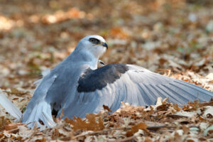 Florida Birds of Prey (20 Species with Pictures) - Birdwatching Tips