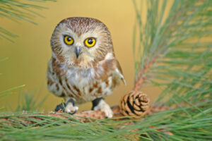 8 Types of Owls in Georgia (With Pictures) - Birdwatching Tips