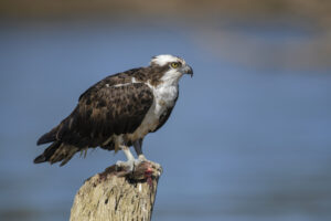 Florida Birds of Prey (20 Species with Pictures) - Birdwatching Tips